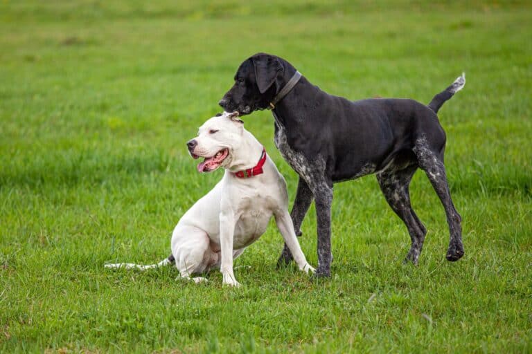 Pointer Pit (Pointer & Pitbull Mix) Info, Facts, Pictures, FAQs & More