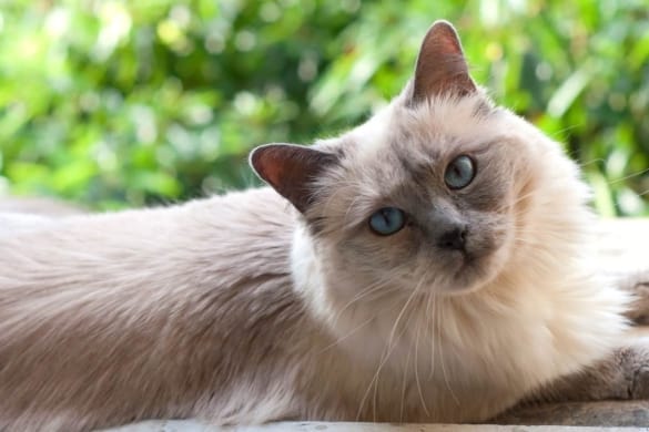 Ragamese (Ragdoll & Siamese Mix) Info, Facts, Pictures, FAQs & More