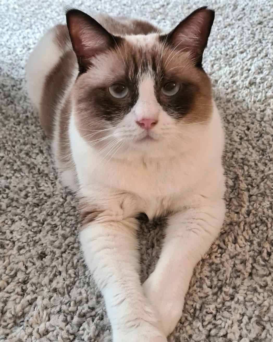 Ragamese (Ragdoll & Siamese Mix) Info, Facts, Pictures, FAQs & More