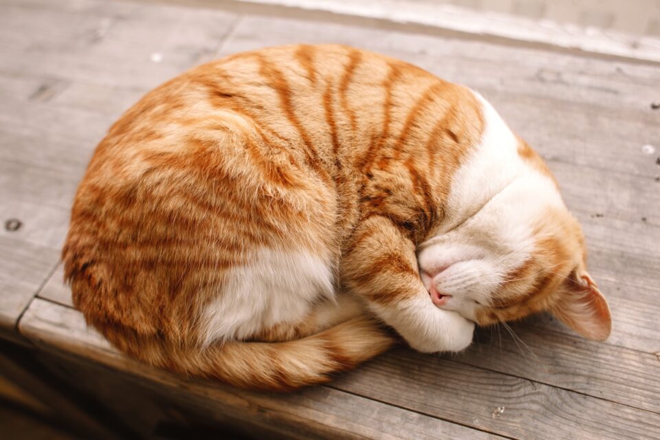 Why Do Cats Loaf? Types, Meanings, and FAQs (With Pictures)