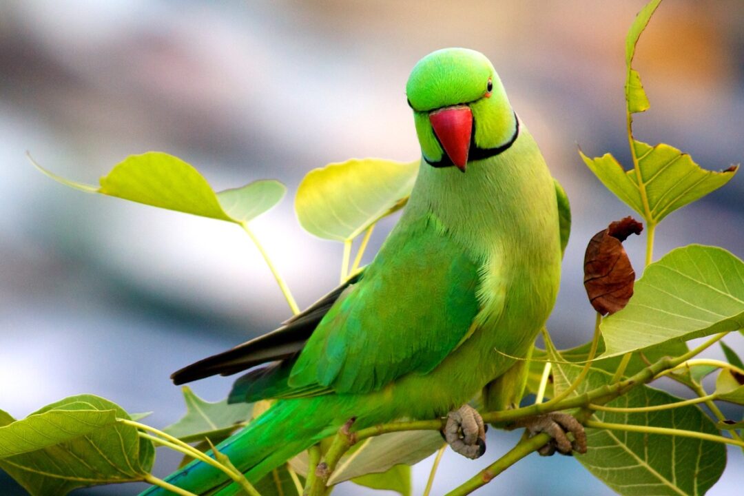 Parakeet Lifespan: How Long Do Parakeets Live on Average?