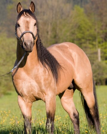 Bay Horse: 15 Color Variations of Bay Horses Explained (With Pictures)