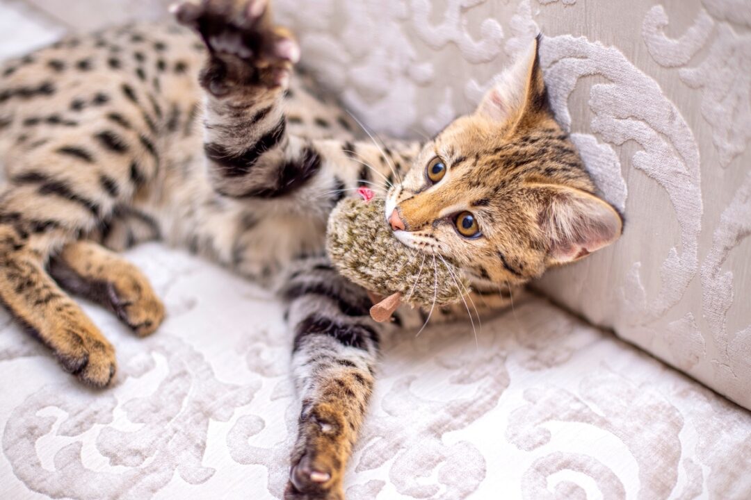 Savannah Cat Breed Information, Generations, Pictures & FAQs