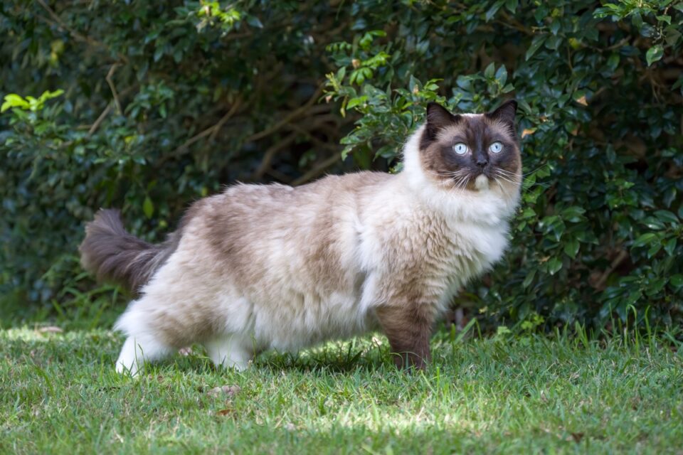 Seal Point Ragdoll Cat: Patterns, Genetics, Health & FAQs