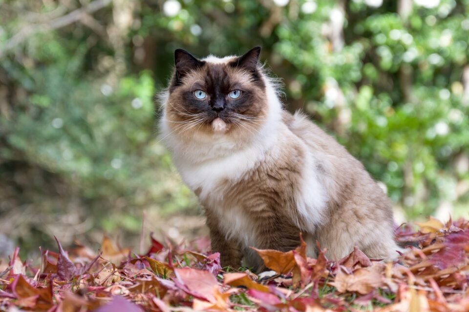 Seal Point Ragdoll Cat: Patterns, Genetics, Health & FAQs