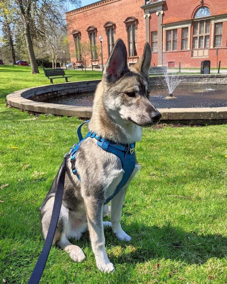 Seppala Siberian Sleddog: The Legendary Dog Heroes of 1925