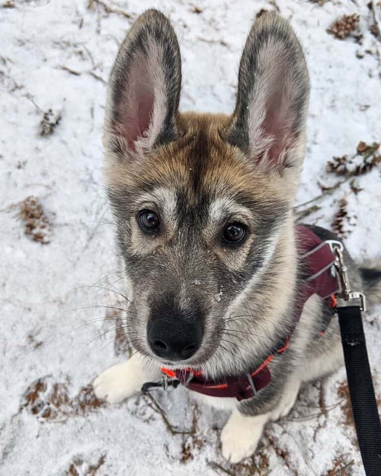 Seppala Siberian Sleddog: The Legendary Dog Heroes of 1925