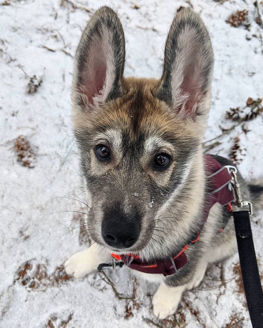 Seppala Siberian Sleddog: The Legendary Dog Heroes of 1925