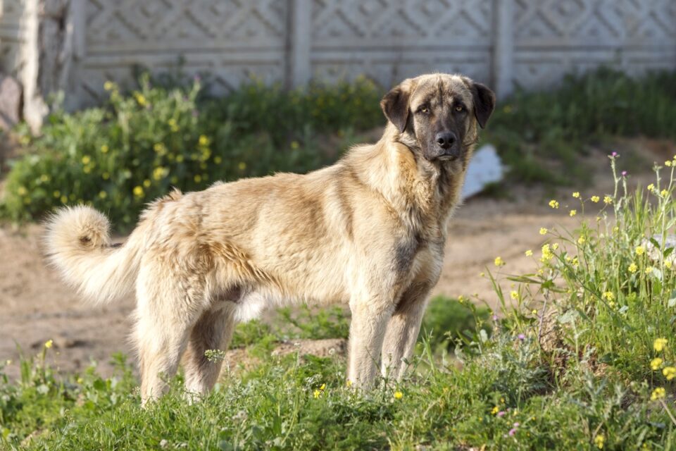 Shepherd Dog Breeds: 21 Types of Shepherd Dogs (With Pictures)