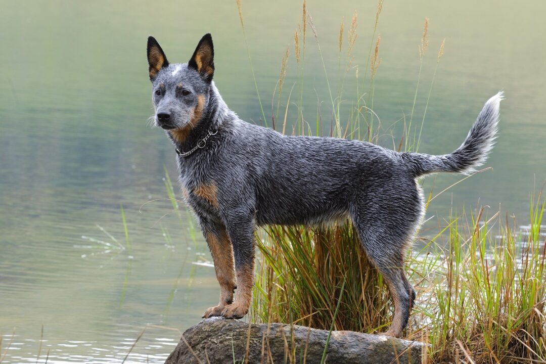 Shepherd Dog Breeds: 21 Types of Shepherd Dogs (With Pictures)