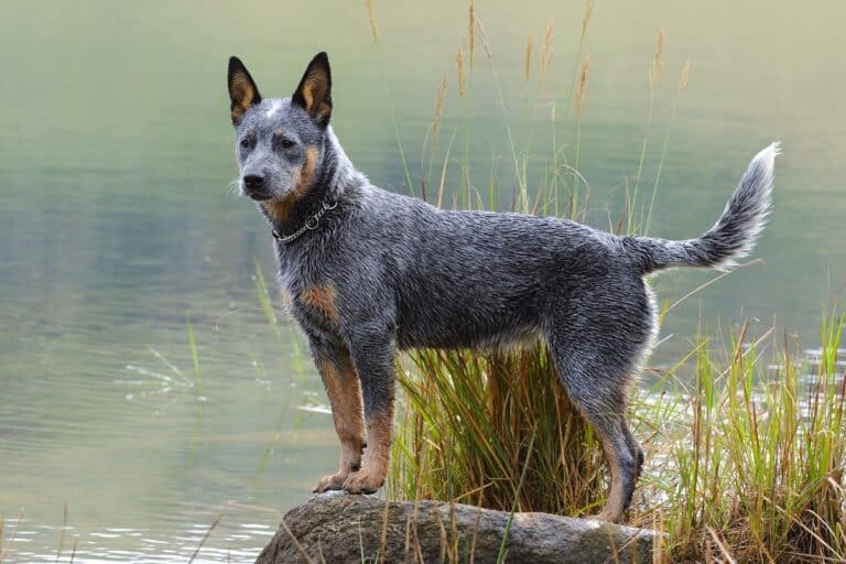 Shepherd Dog Breeds: 21 Types of Shepherd Dogs (With Pictures)