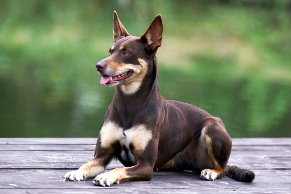 Shepherd Dog Breeds: 21 Types of Shepherd Dogs (With Pictures)