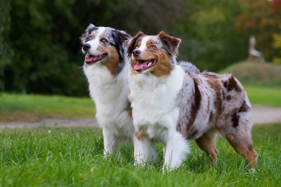 Shepherd Dog Breeds: 21 Types of Shepherd Dogs (With Pictures)