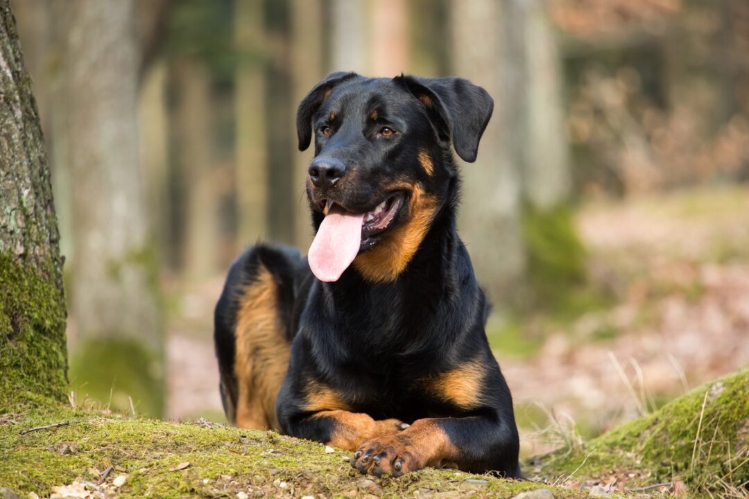 Shepherd Dog Breeds: 21 Types of Shepherd Dogs (With Pictures)