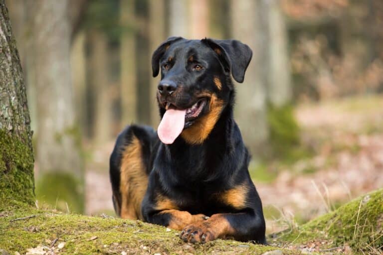 Shepherd Dog Breeds: 21 Types of Shepherd Dogs (With Pictures)