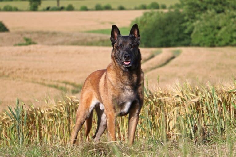 Shepherd Dog Breeds: 21 Types of Shepherd Dogs (With Pictures)