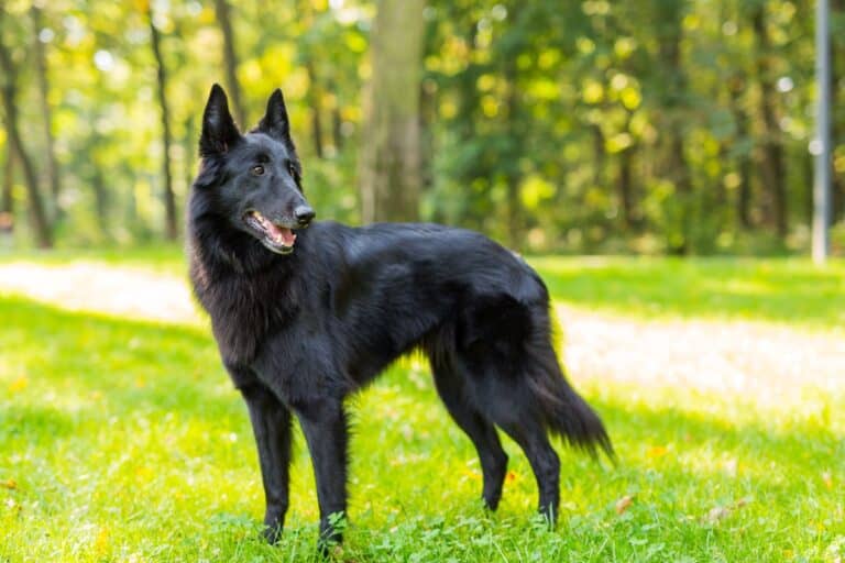 Shepherd Dog Breeds: 21 Types of Shepherd Dogs (With Pictures)
