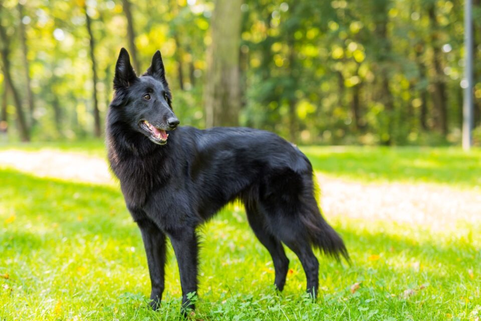 Shepherd Dog Breeds: 21 Types of Shepherd Dogs (With Pictures)