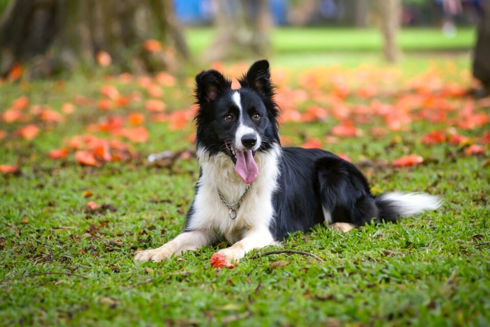 Shepherd Dog Breeds: 21 Types of Shepherd Dogs (With Pictures)