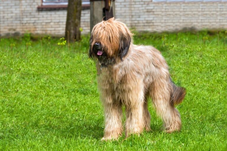 Shepherd Dog Breeds: 21 Types of Shepherd Dogs (With Pictures)