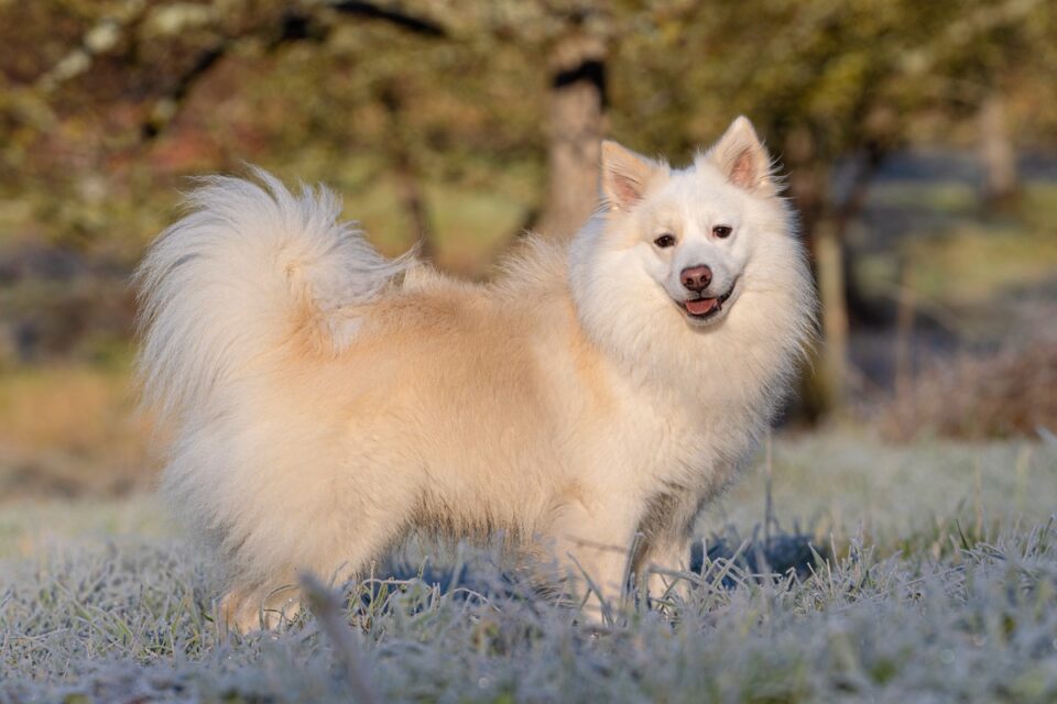 Shepherd Dog Breeds: 21 Types of Shepherd Dogs (With Pictures)