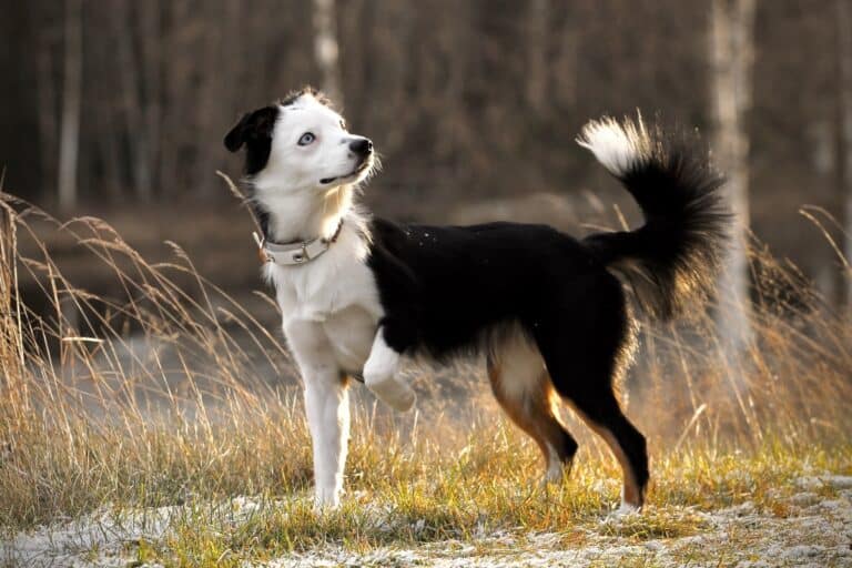 Shepherd Dog Breeds: 21 Types of Shepherd Dogs (With Pictures)