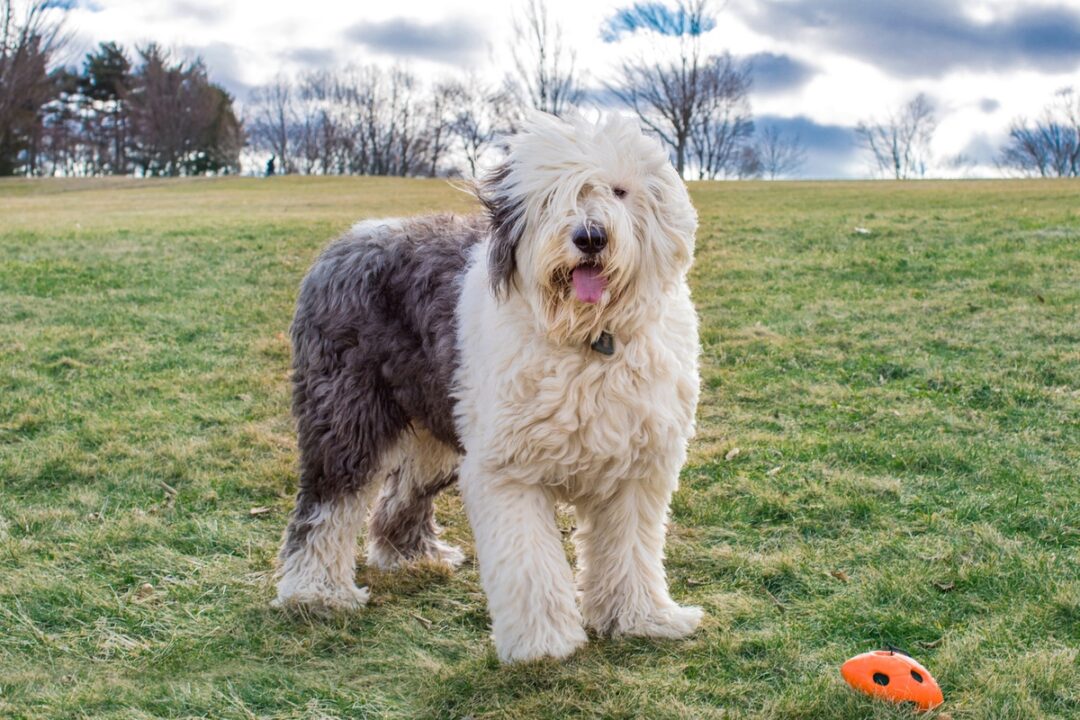 Shepherd Dog Breeds: 21 Types of Shepherd Dogs (With Pictures)