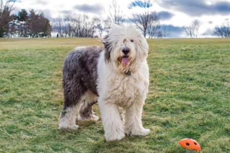 Shepherd Dog Breeds: 21 Types of Shepherd Dogs (With Pictures)