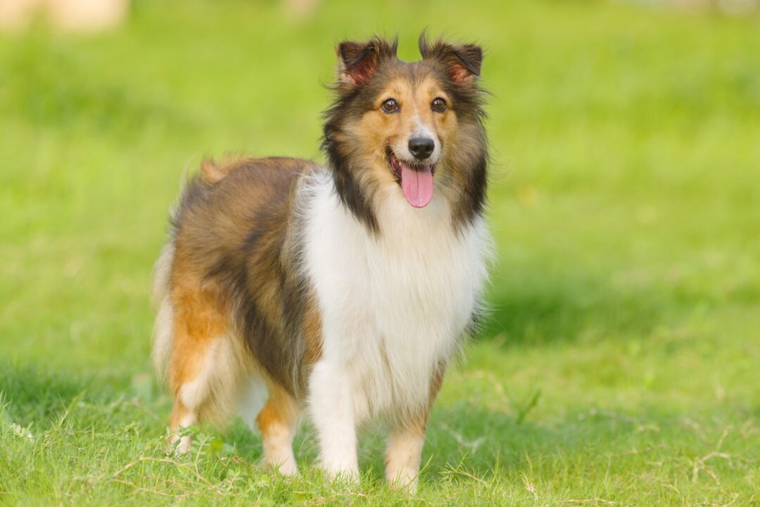 Shepherd Dog Breeds: 21 Types of Shepherd Dogs (With Pictures)