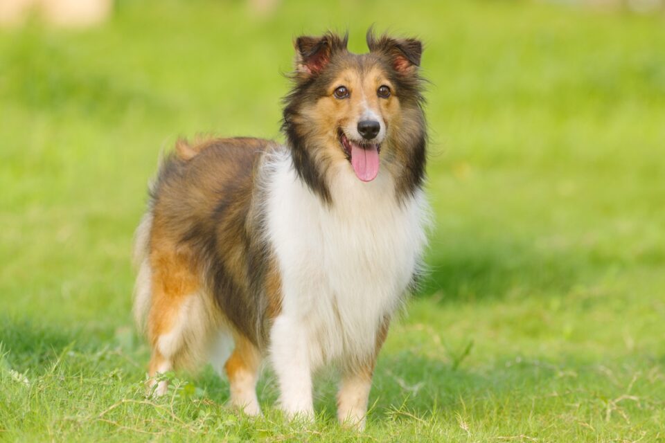 Shepherd Dog Breeds: 21 Types of Shepherd Dogs (With Pictures)