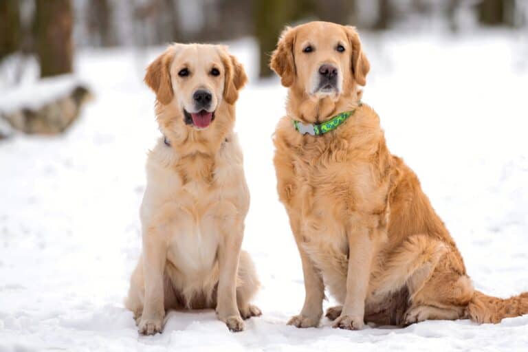 Field Golden Retriever vs. Show Golden Retriever: Which Is Better?