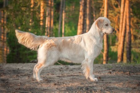 Field Golden Retriever vs. Show Golden Retriever: Which Is Better?