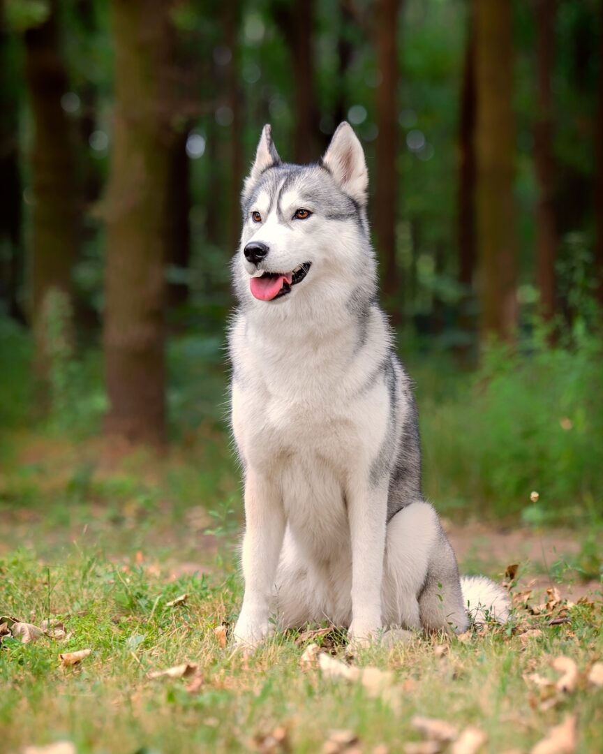Wooly Husky: Facts About Wooly Siberian Huskies (With FAQs)