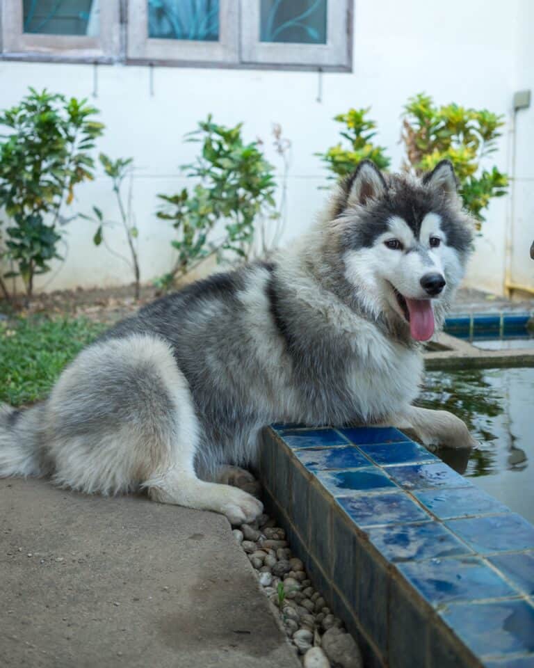 Wooly Husky: Facts About Wooly Siberian Huskies (With FAQs)