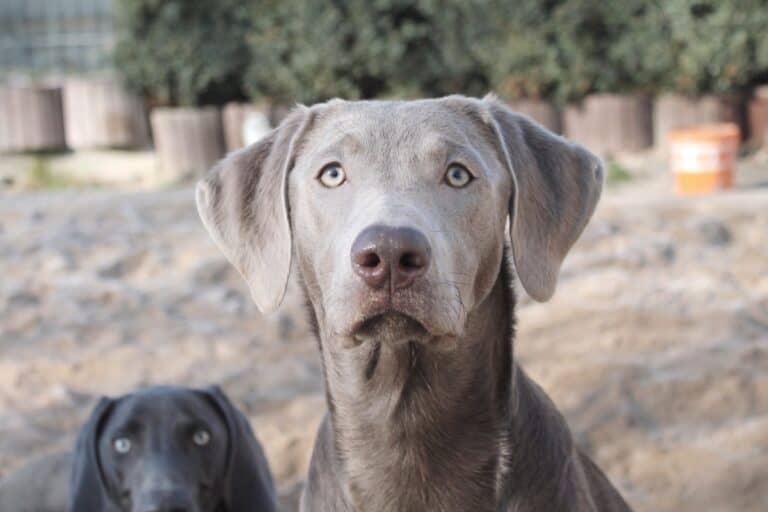 Silver Lab: Facts, Controversy, Puppy Prices, Pictures & FAQs