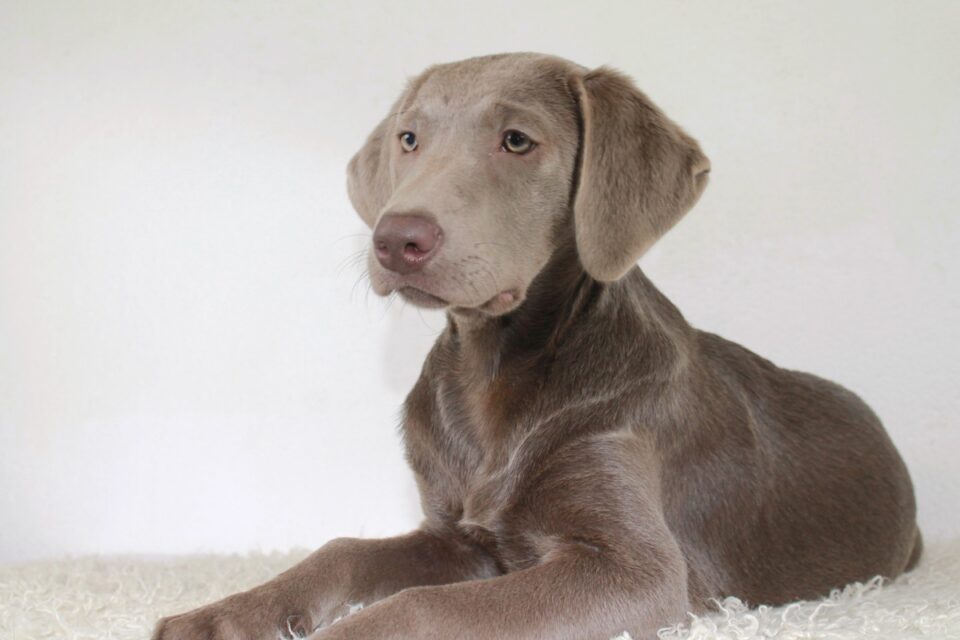 Silver Lab: Facts, Controversy, Puppy Prices, Pictures & FAQs