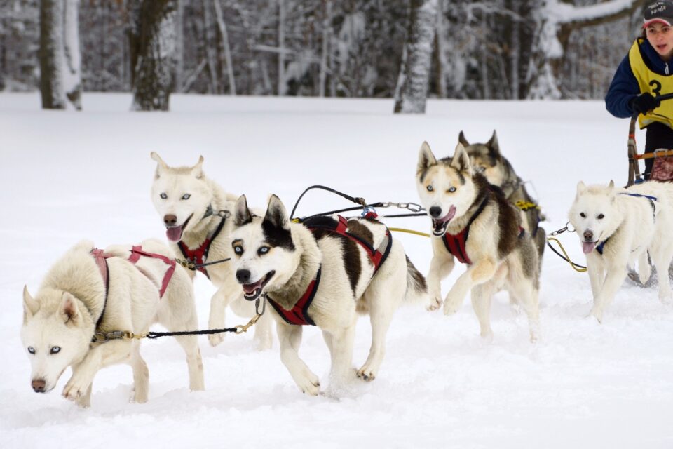 Seppala Siberian Sleddog: The Legendary Dog Heroes of 1925