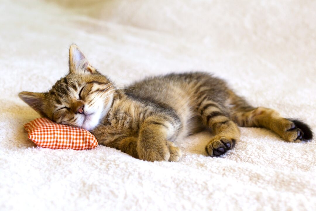 Why Do Cats Loaf? Types, Meanings, and FAQs (With Pictures)