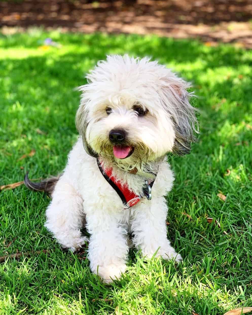 Mini Whoodle (Wheaten Terrier & Miniature Poodle Mix) Info, Facts ...