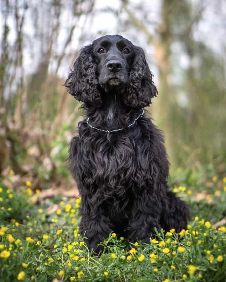 Black Cocker Spaniel: What Makes Their Black Coat Iconic?