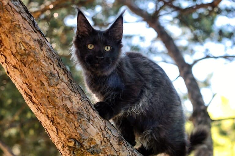 Black Maine Coon: Do Solid Black Maine Coon Cats Exist?