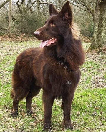 Liver German Shepherd: All You Need to Know About Liver GSDs