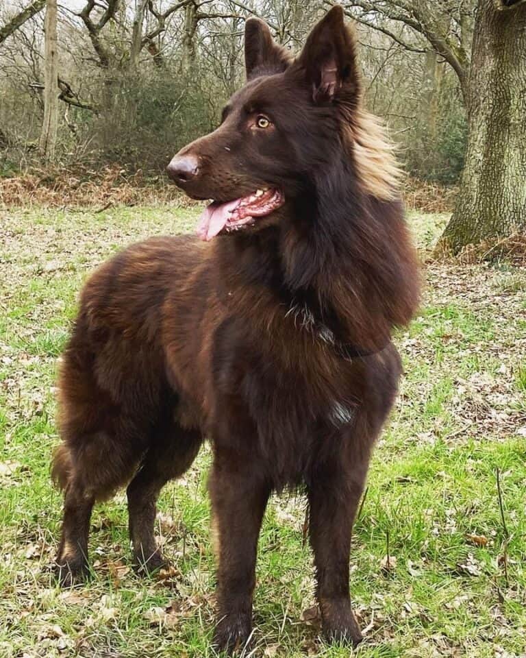 Liver German Shepherd: All You Need to Know About Liver GSDs