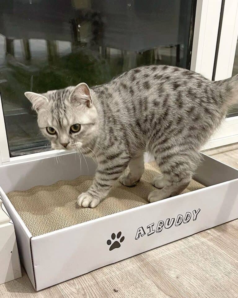 13 Amazing Facts About Grey Tabby Cats (With Pictures & FAQ)