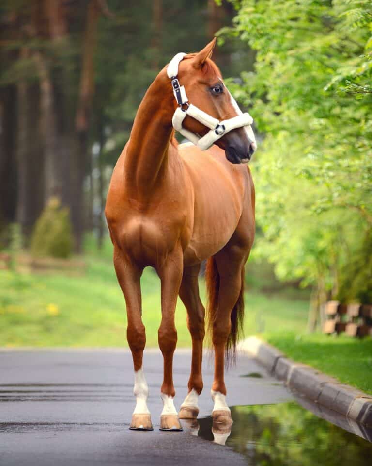 Bay Horse: 15 Color Variations of Bay Horses Explained (With Pictures)