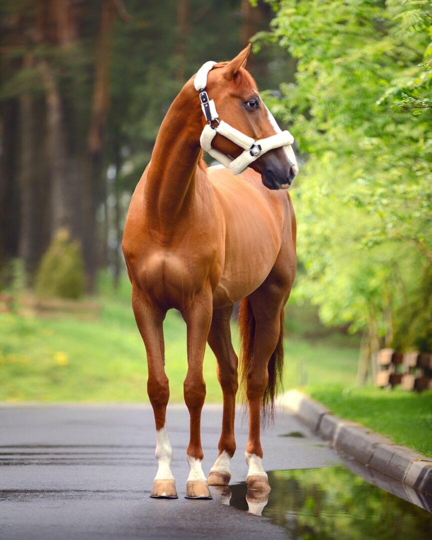 Bay Horse: 15 Color Variations of Bay Horses Explained (With Pictures)