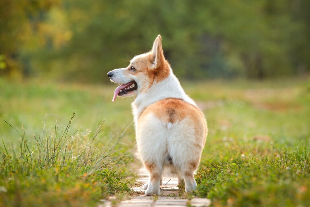 Do Corgis Have Tails? Why Do Some Corgis Have Long Tails?