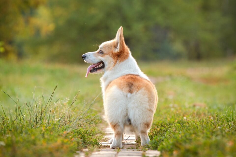 Do Corgis Have Tails? Why Do Some Corgis Have Long Tails?