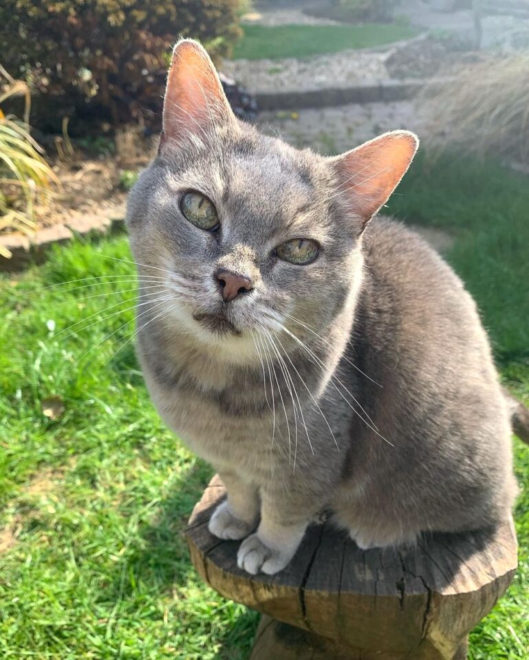 13 Amazing Facts About Grey Tabby Cats (With Pictures & FAQ)