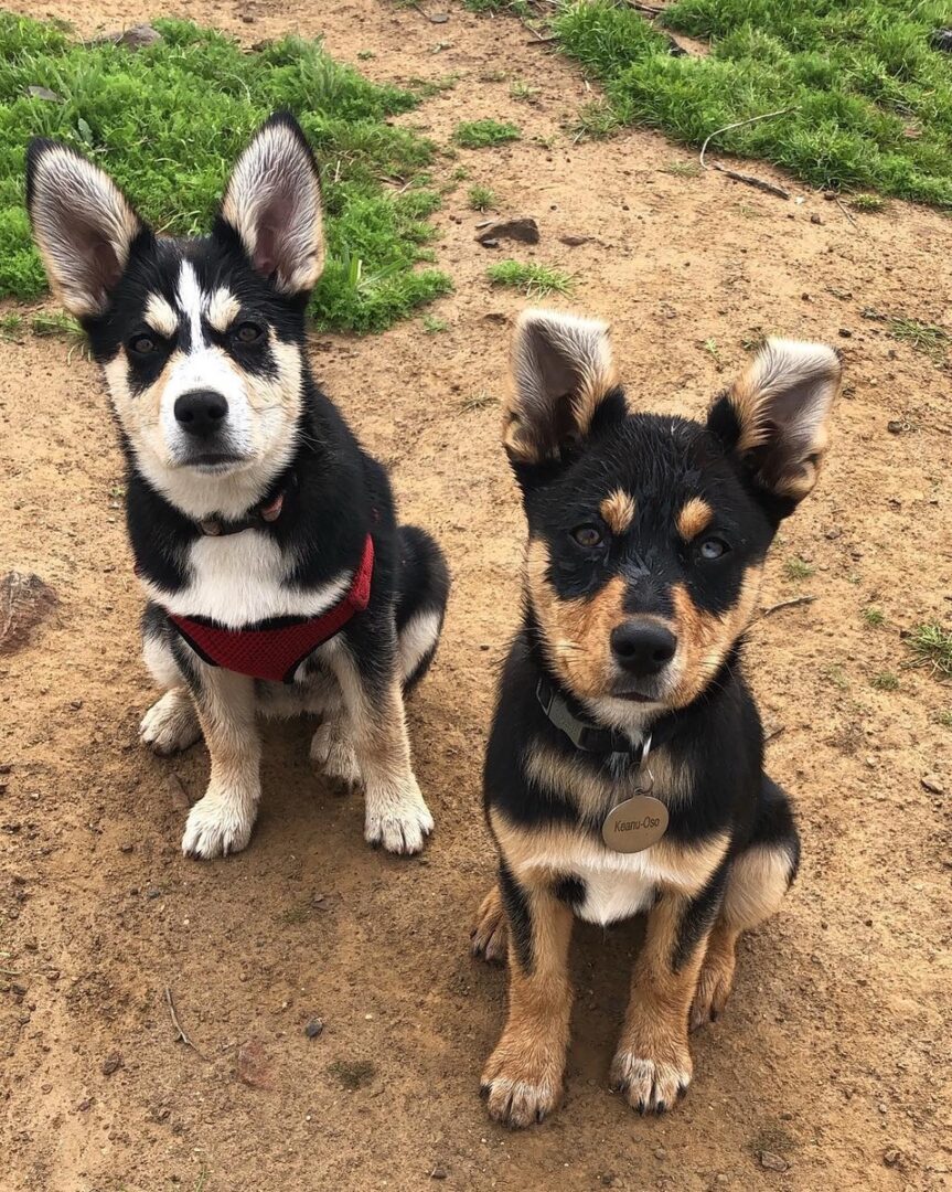 Husky Chihuahua (Chihuahua & Husky Mix) Info, Pictures, Facts, FAQs & More
